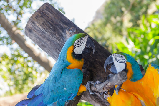 รูปภาพMacow – เลือกดูภาพถ่ายสต็อก เวกเตอร์ และวิดีโอ90 | Adobe Stock