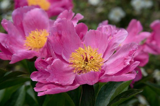 Paeoni Images – Browse 30 Stock Photos, Vectors, and Video | Adobe Stock