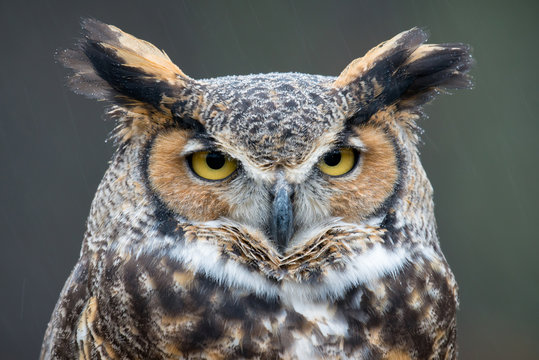 รูปภาพOwl – เลือกดูภาพถ่ายสต็อก เวกเตอร์ และวิดีโอ467,096 | Adobe Stock
