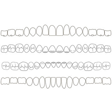 DIE 9,654 BESTEN BILDER, STOCK-FOTOS UND -VEKTORGRAFIKEN ZU „Zahnreihe ...