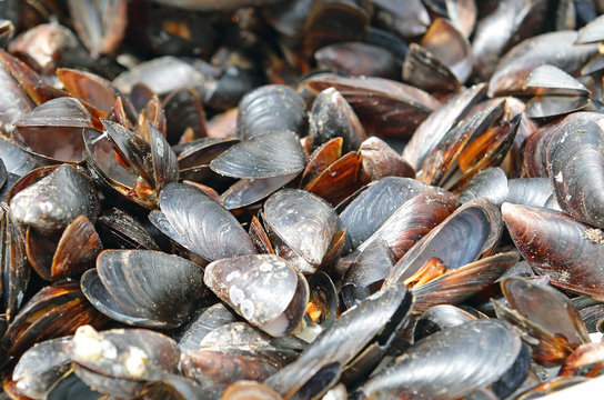 Mytilidae bilder – Bläddra bland 5,619 stockfoton, vektorer och videor ...