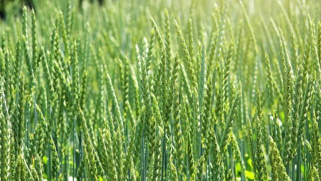 Dinkelfeld Bilder – Durchsuchen 3,531 Archivfotos, Vektorgrafiken und ...