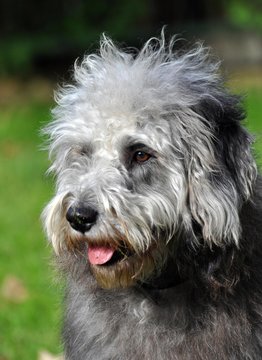 "Grauer Hund" Images – Browse 15 Stock Photos, Vectors, and Video ...