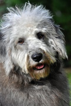 "Grauer Hund" Images – Browse 15 Stock Photos, Vectors, and Video ...