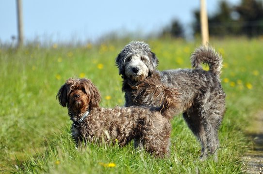 "Grauer Hund" Images – Browse 15 Stock Photos, Vectors, and Video ...