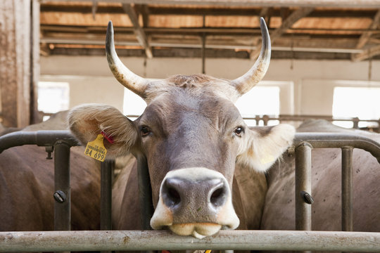 Bull Images – Browse 434,637 Stock Photos, Vectors, and Video | Adobe Stock