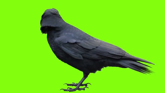 Crow Images – Browse 445,045 Stock Photos, Vectors, and Video | Adobe Stock