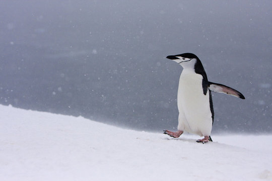 รูปภาพPenguin – เลือกดูภาพถ่ายสต็อก เวกเตอร์ และวิดีโอ239,466 | Adobe Stock