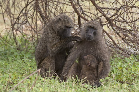 รูปภาพBaboon – เลือกดูภาพถ่ายสต็อก เวกเตอร์ และวิดีโอ54,995 | Adobe Stock