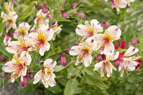 "Alstromerien (Inkalilien) im Garten" Stockfotos und lizenzfreie Bilder ...