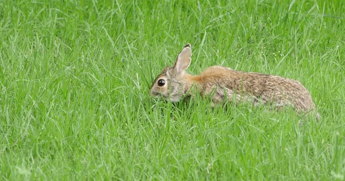 Leprotto Images – Browse 72 Stock Photos, Vectors, and Video | Adobe Stock