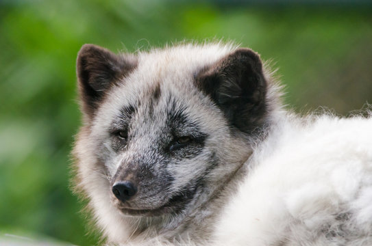 Schneefuchs Images – Browse 19 Stock Photos, Vectors, and Video | Adobe ...