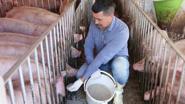 Piggery Images – Browse 11,582 Stock Photos, Vectors, and Video | Adobe ...