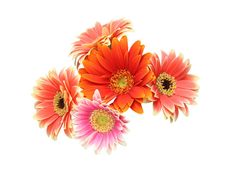 "Transvaal Daisy" Images – Browse 17,077 Stock Photos, Vectors, and ...