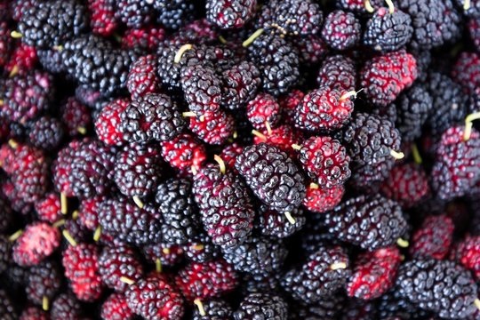 "Mulberry Background" Images – Browse 52 Stock Photos, Vectors, and ...