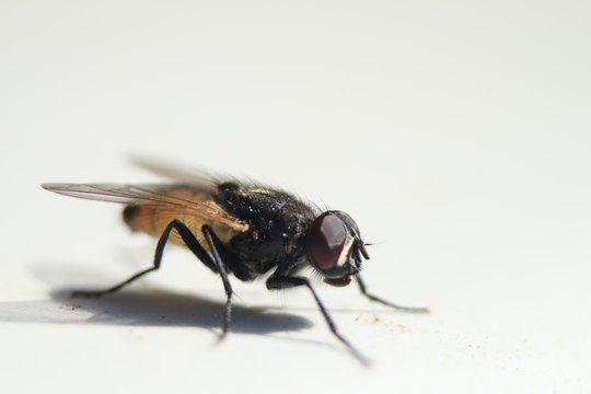 121 BEST "Sinek IMAGES, STOCK PHOTOS & VECTORS | Adobe Stock