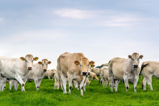 Heifer Images – Browse 35,653 Stock Photos, Vectors, and Video | Adobe ...