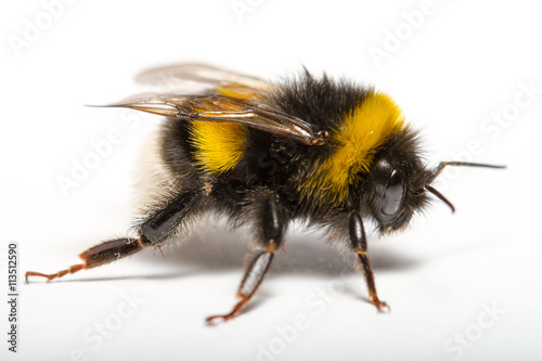 "Hummel auf weißem Grund freigestellt" Stockfotos und lizenzfreie ...