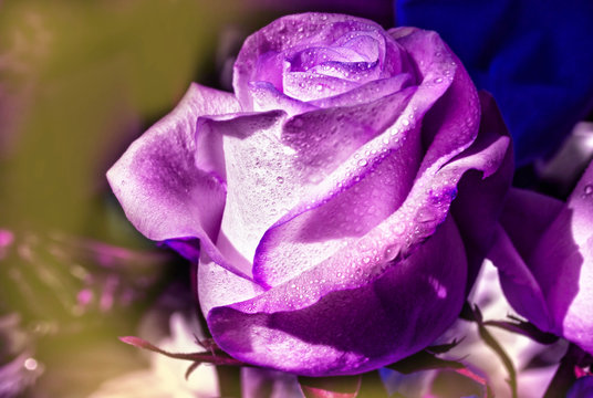 Lilla Bilder – Durchsuchen 5,790 Archivfotos, Vektorgrafiken und Videos ...