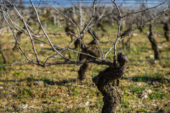 "Cep De Vigne" Images – Parcourir 55,528 le catalogue de photos ...