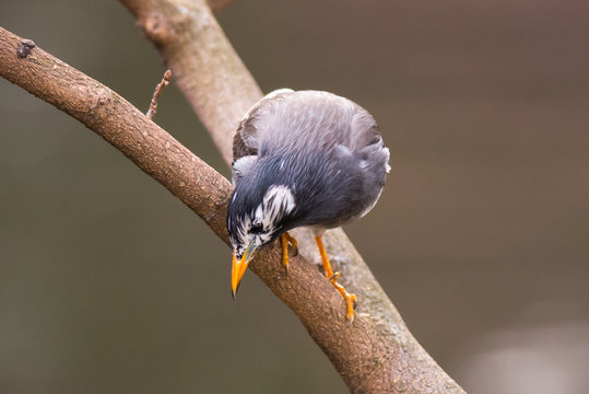 68 BEST Grey-Starling IMAGES, STOCK PHOTOS & VECTORS | Adobe Stock