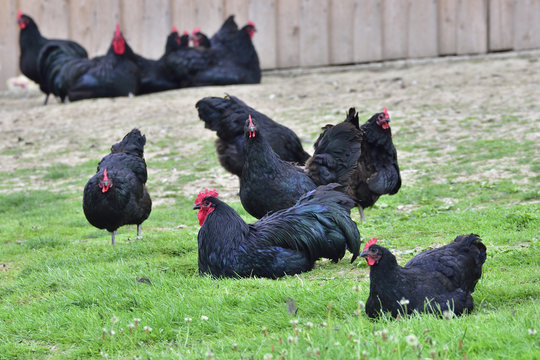 Red Australorp Chickens
