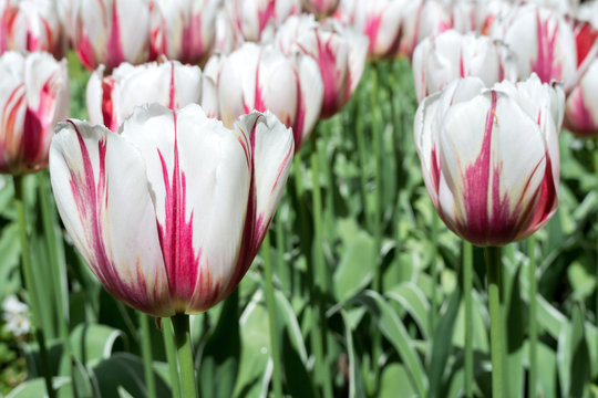 Tulpe Images – Browse 56,373 Stock Photos, Vectors, and Video | Adobe Stock