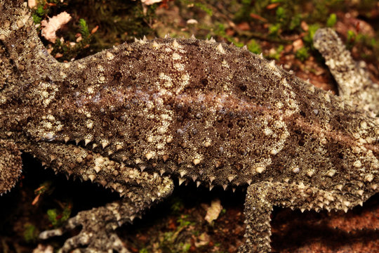 Saltuarius Images – Browse 22 Stock Photos, Vectors, and Video | Adobe ...