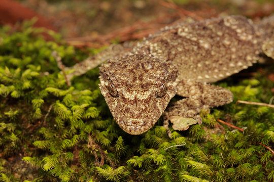 Saltuarius Images – Browse 22 Stock Photos, Vectors, and Video | Adobe ...