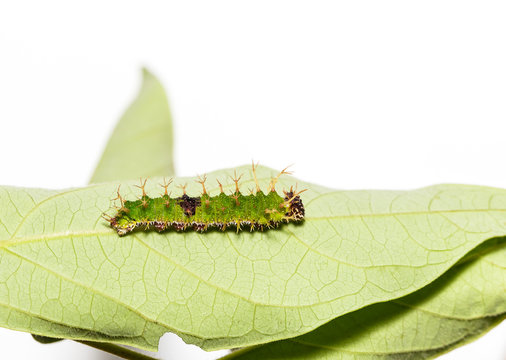 รูปภาพNefte – เลือกดูภาพถ่ายสต็อก เวกเตอร์ และวิดีโอ101 | Adobe Stock