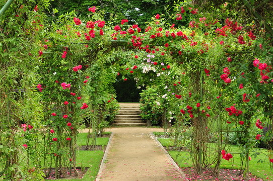 Rosenranke Bilder – Durchsuchen 3,072 Archivfotos, Vektorgrafiken und ...