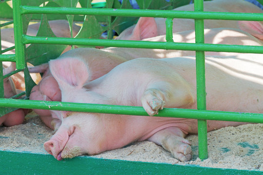 รูปภาพPiggery – เลือกดูภาพถ่ายสต็อก เวกเตอร์ และวิดีโอ12,174 | Adobe Stock