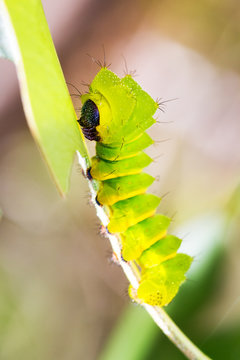 comet moth eggs