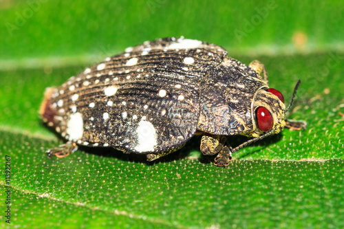 Jewel Beetle Buprestidae Gunung Leuser National Park