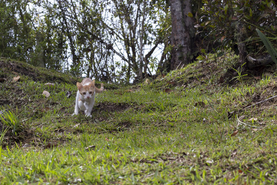 Gatico Images – Browse 48 Stock Photos, Vectors, and Video | Adobe Stock