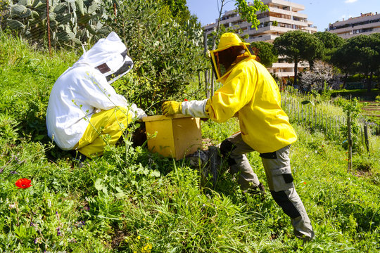 Apicultura Images – Browse 7 Stock Photos, Vectors, and Video | Adobe Stock