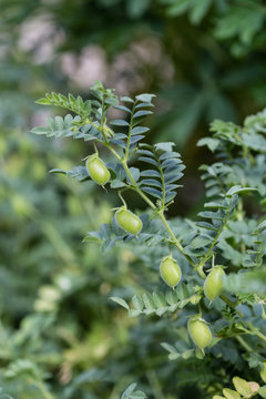 รูปภาพCicer – เลือกดูภาพถ่ายสต็อก เวกเตอร์ และวิดีโอ5,568 | Adobe Stock