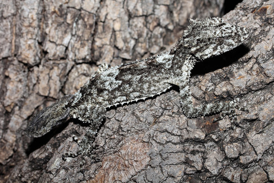 Saltuarius Bilder – Durchsuchen 21 Archivfotos, Vektorgrafiken und ...