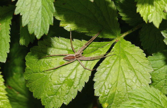 Raubspinne Bilder – Durchsuchen 1,716 Archivfotos, Vektorgrafiken und ...
