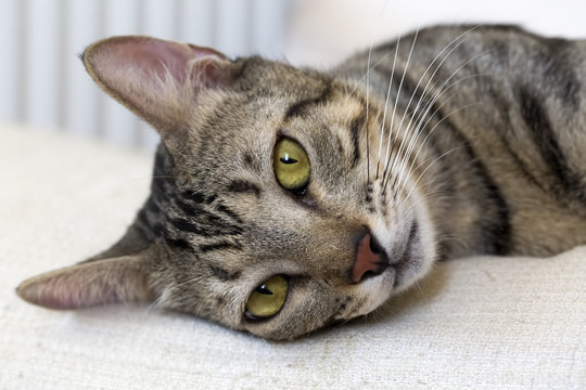 「Pisi」の写真素材 | 1,133件の無料イラスト画像 | Adobe Stock