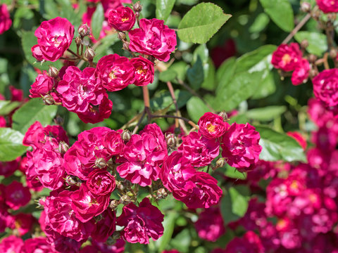 「Buschrose」の画像 - 278 件の Stock 写真、ベクターおよびビデオ | Adobe Stock