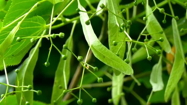 Fennoscandia Images – Browse 716 Stock Photos, Vectors, and Video ...