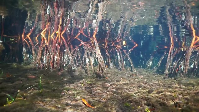 Underwater Tree Roots