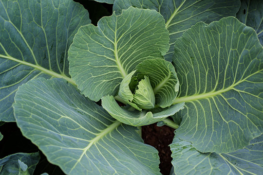 Couve Bilder – Durchsuchen 11,146 Archivfotos, Vektorgrafiken und ...