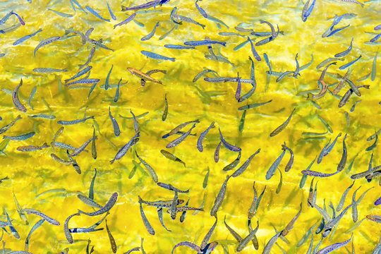 Truit Images – Browse 39 Stock Photos, Vectors, and Video | Adobe Stock