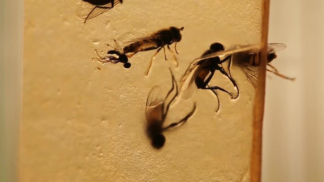 รูปภาพFlypaper – เลือกดูภาพถ่ายสต็อก เวกเตอร์ และวิดีโอ4,884 | Adobe Stock