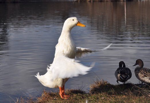 2,259 件の最適な 背伸び 画像、ストック写真、ベクター | Adobe Stock