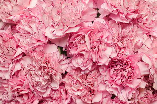 Pink Carnation Background Images – Browse 133,124 Stock Photos, Vectors ...