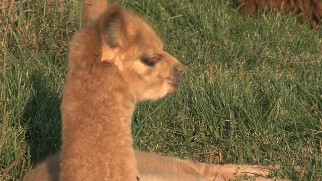 Alpacas Video Footage – Browse 3,962 HD Stock Video and Footage | Adobe ...