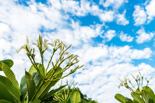 รูปภาพTemple-Tree – เลือกดูภาพถ่ายสต็อก เวกเตอร์ และวิดีโอ186 | Adobe Stock